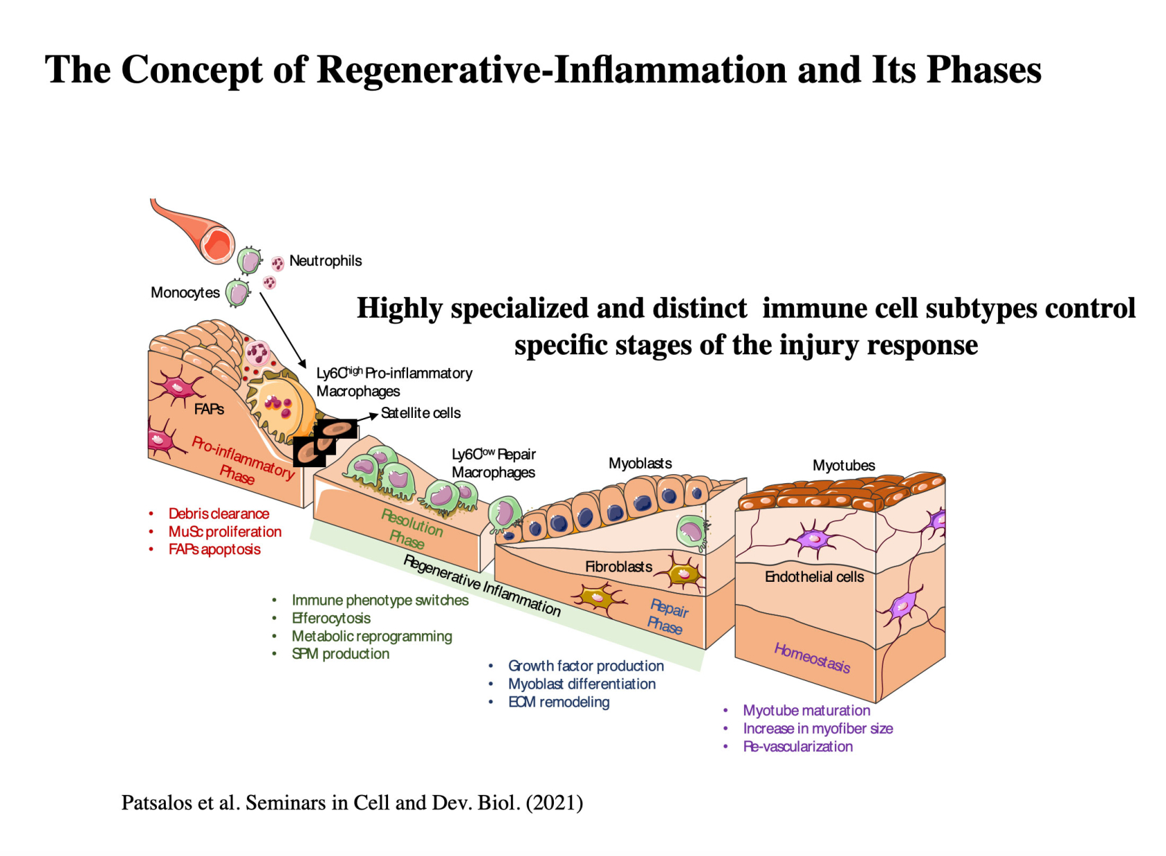 Laszlo Nagy, M.D., Ph.D. | Institute for Fundamental Biomedical ...